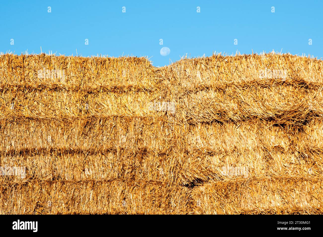 Haystacks. Hay bales in the agricultural field. Hey bales. Harvest time ...