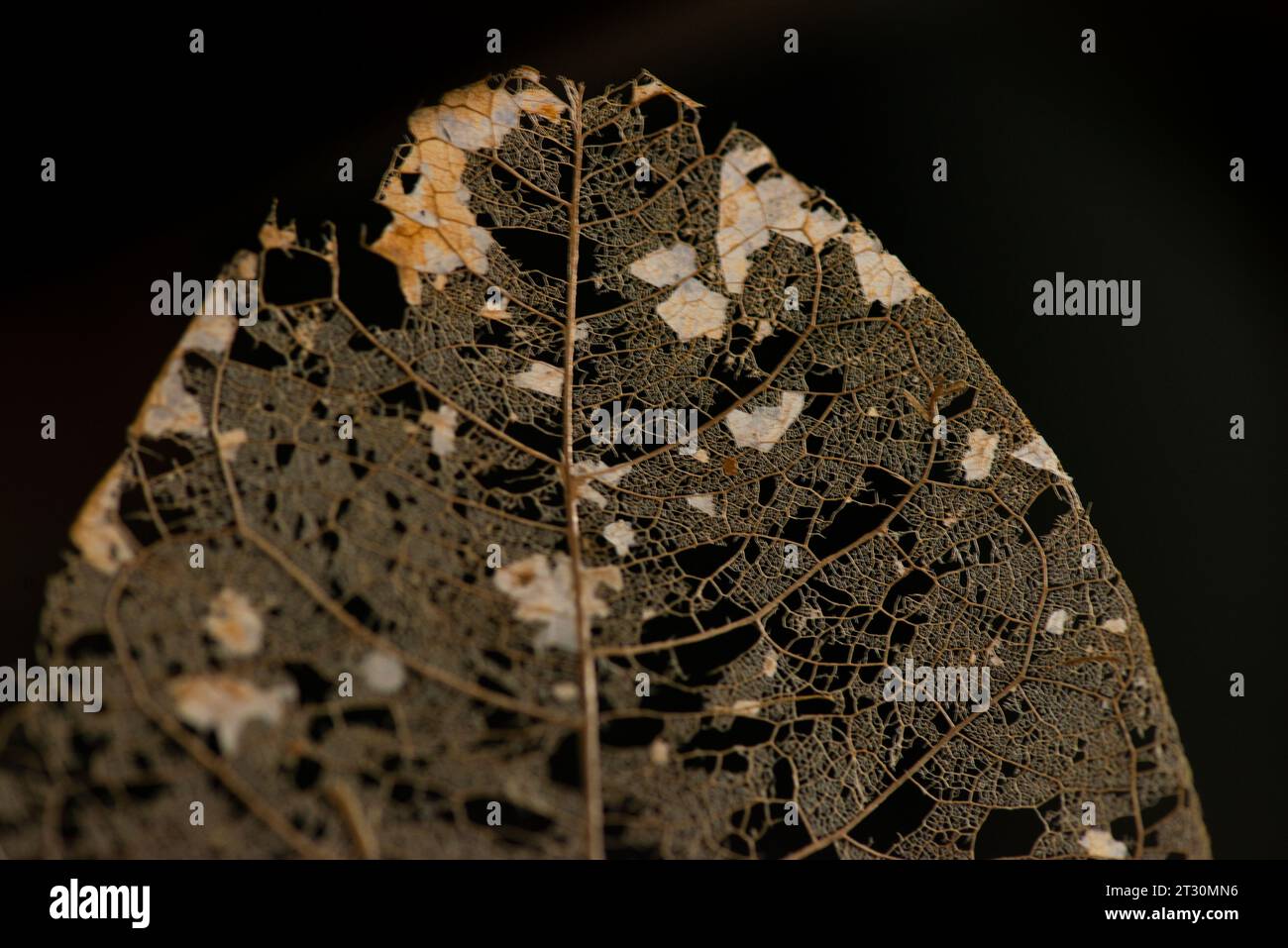 Skeleton leaves isolated - Leaf veins, Dry leaf detail texture in front ...