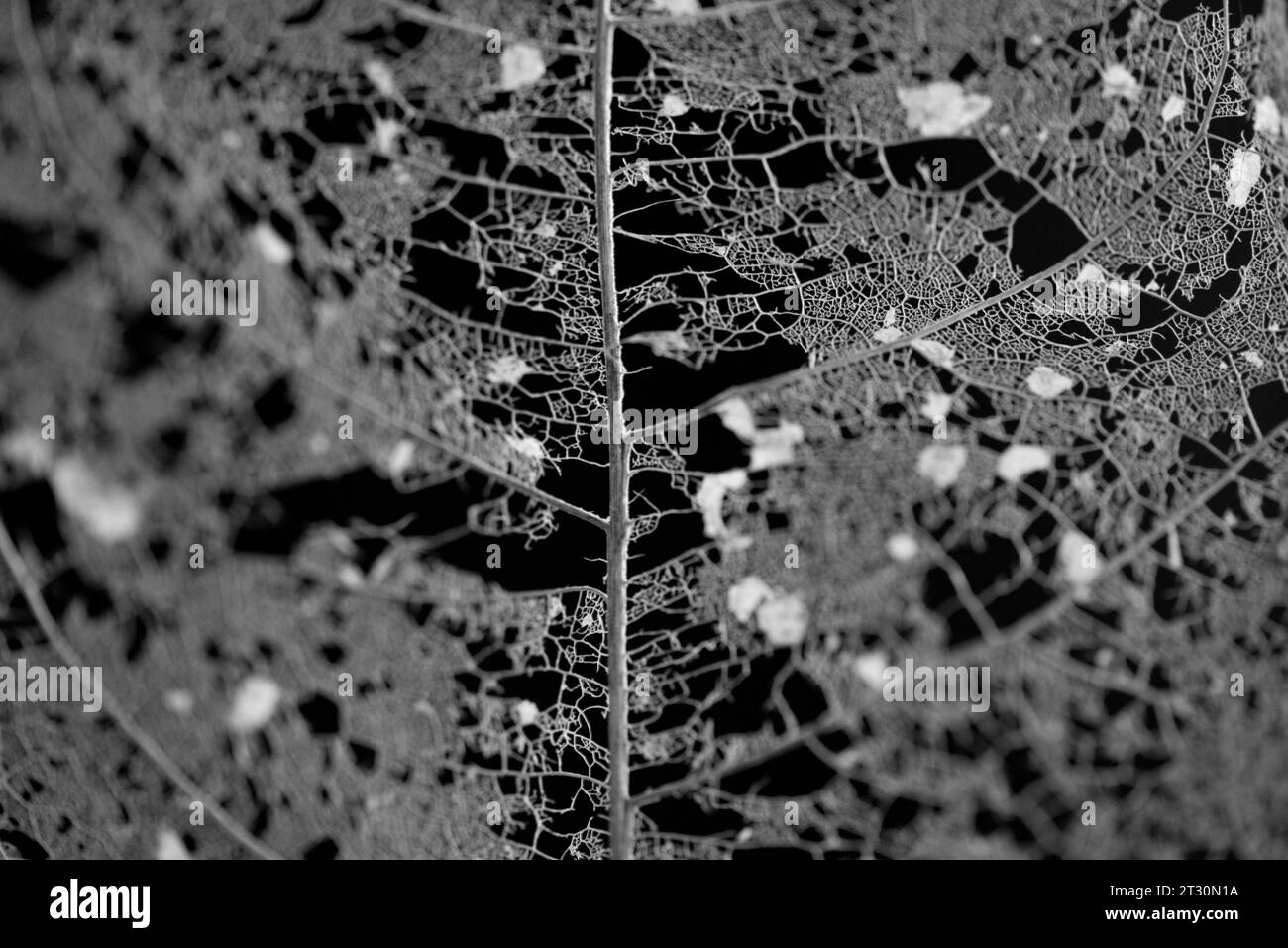 Skeleton leaves isolated - Leaf veins, Dry leaf detail texture in front ...