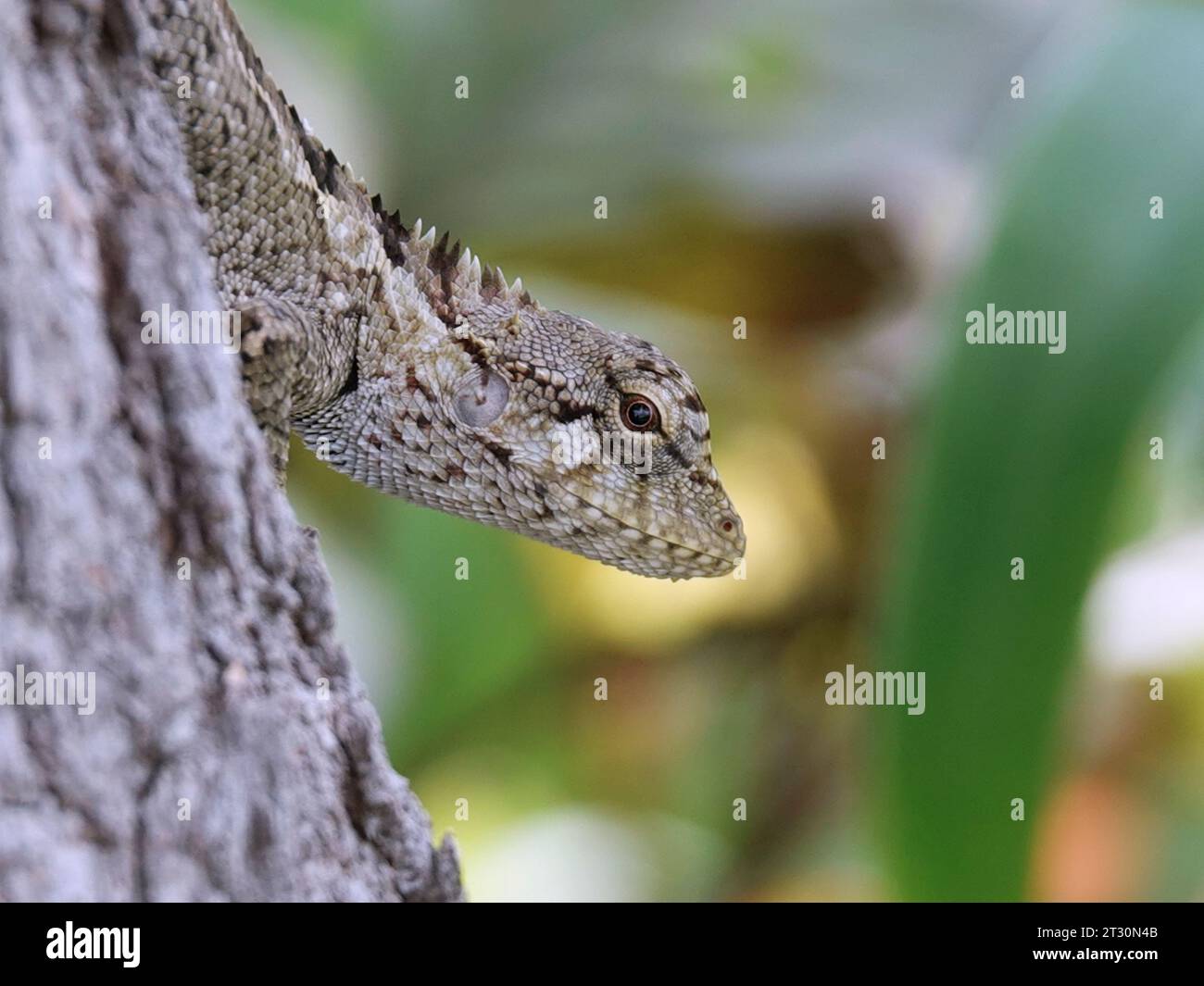 A close-up image of the Taiwan Japalure (Diploderma swinhonis) lizard ...