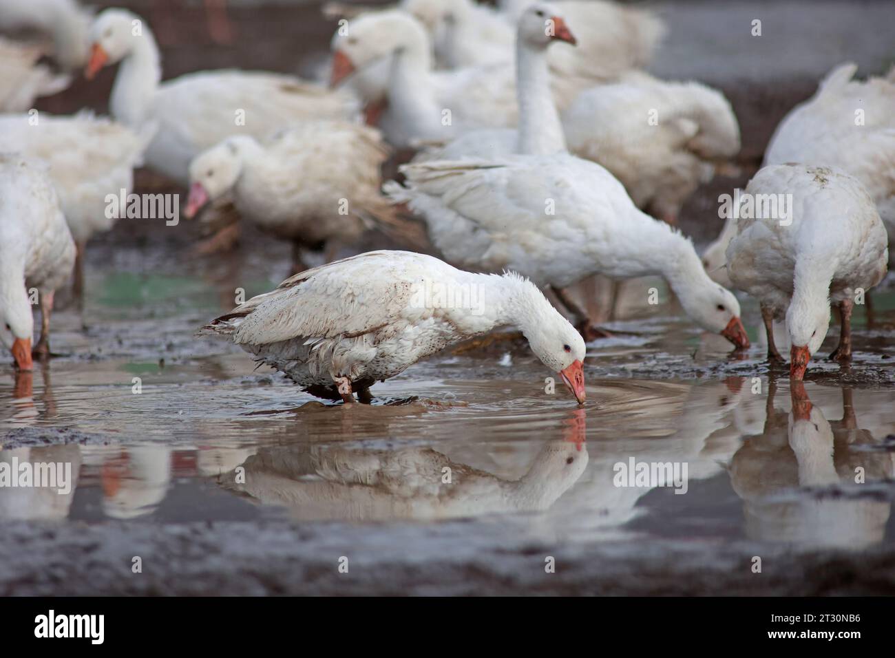Veckenstedt, Germany. 22nd Oct, 2023. Geese stand on a pasture in the ...