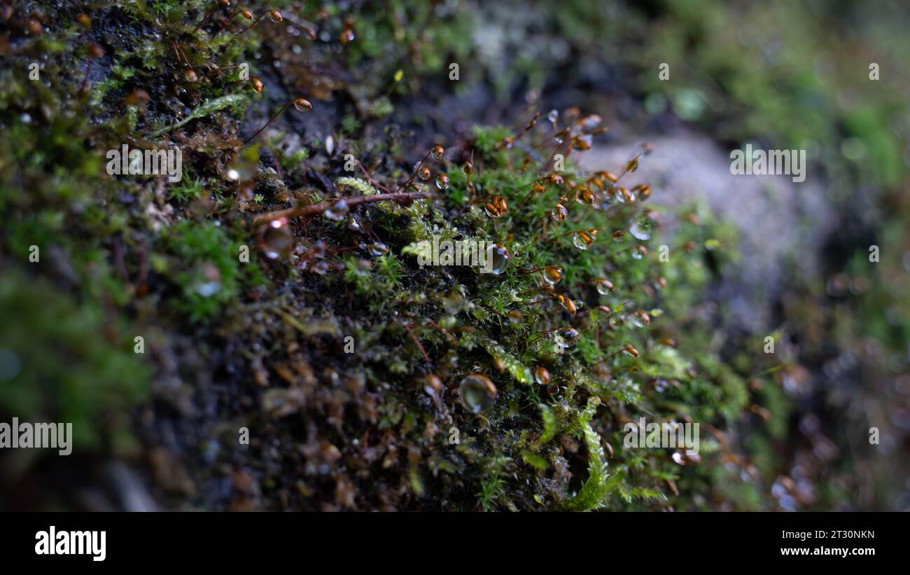 Elephant root plant hi-res stock photography and images - Alamy
