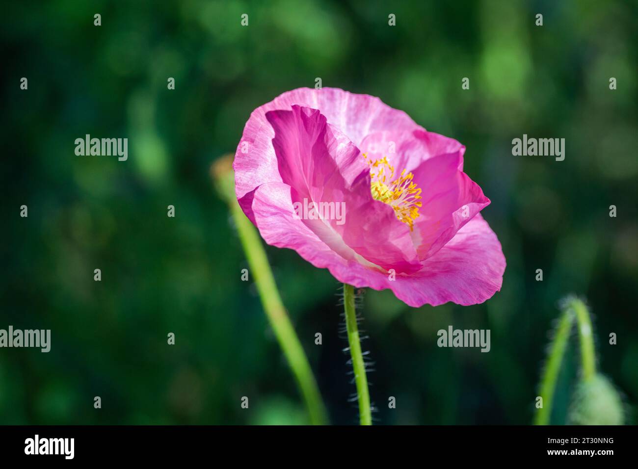 Texas spring wildflower, poppies, larkspur, pastel color, bright native ...