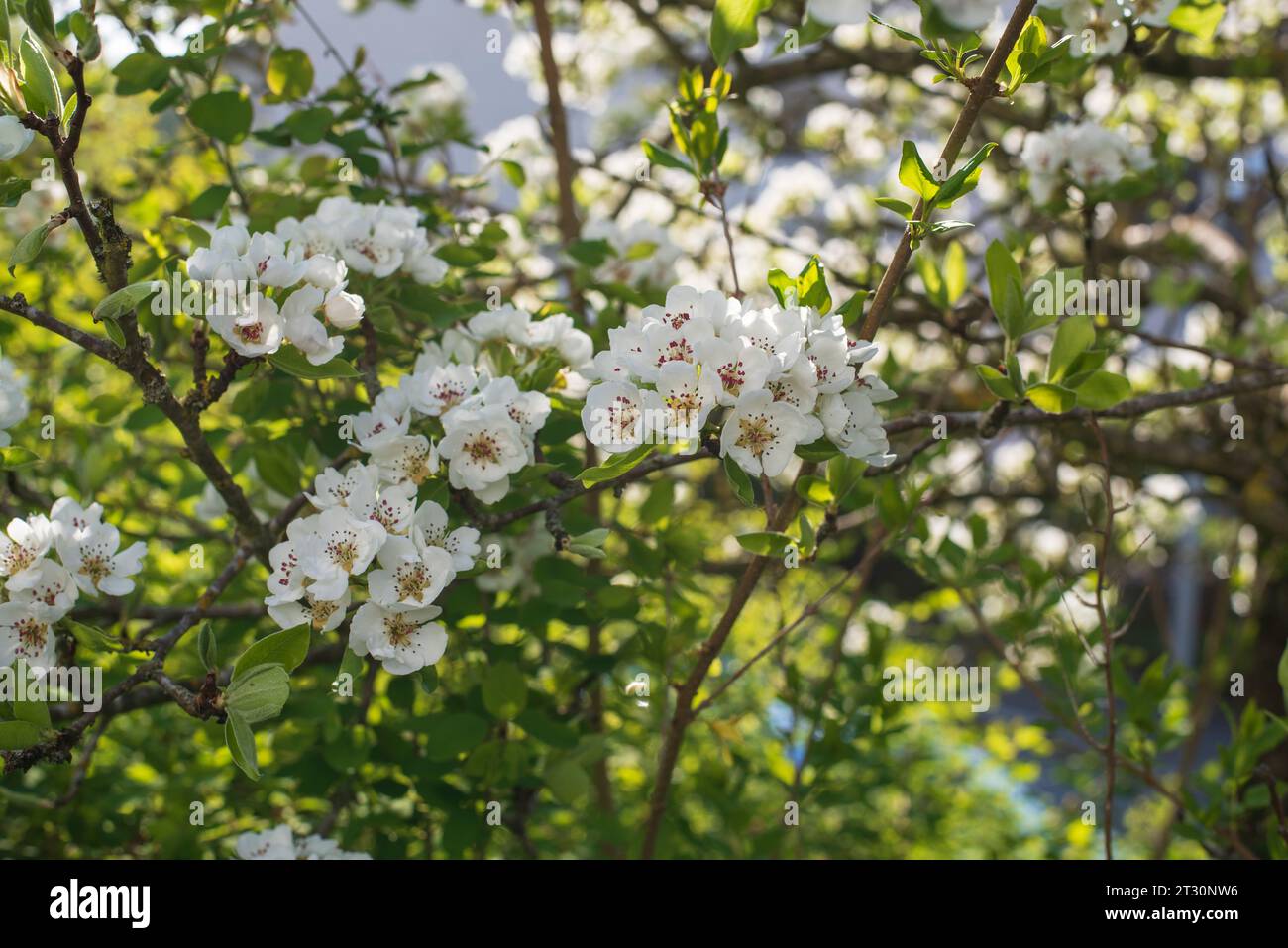 the flowering twigs of an apple tree Stock Photo - Alamy