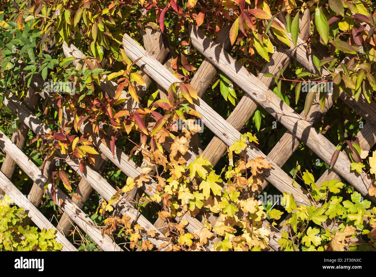Dogwood fence hi-res stock photography and images - Alamy