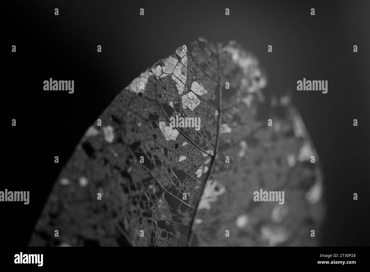 Skeleton leaves isolated - Leaf veins, Dry leaf detail texture in front ...