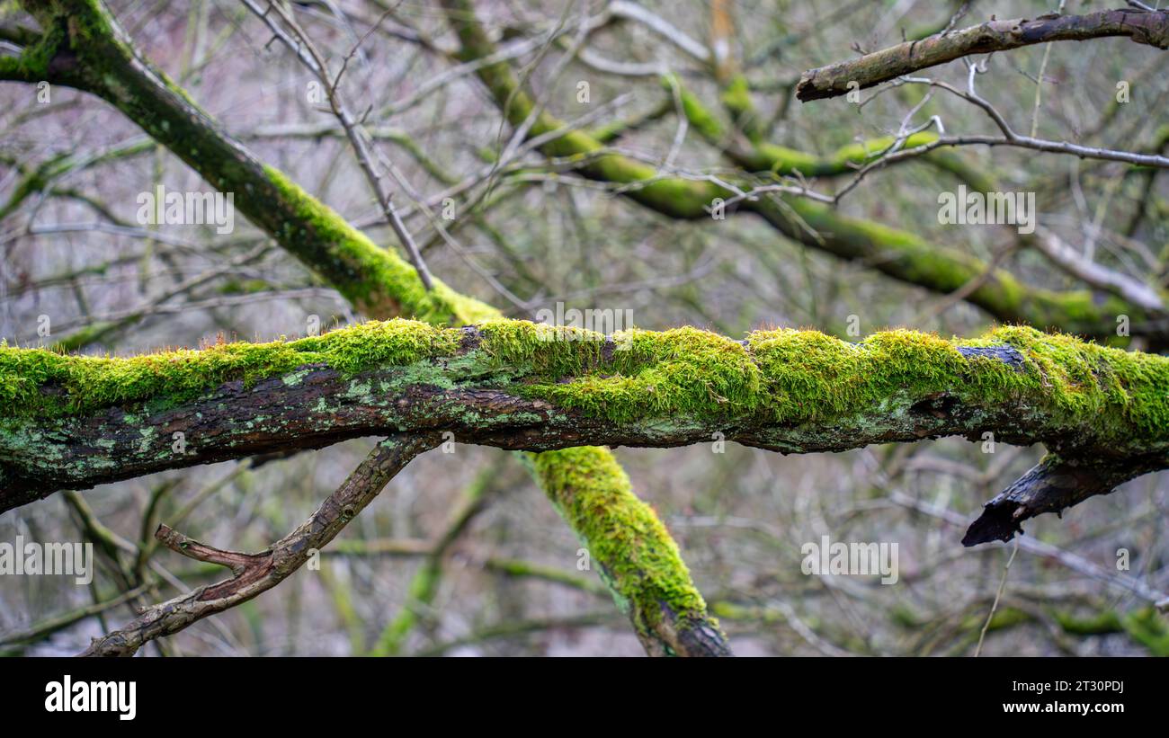 Old tree wrapped in moss with fresh plants in deciduous stand in autumn ...