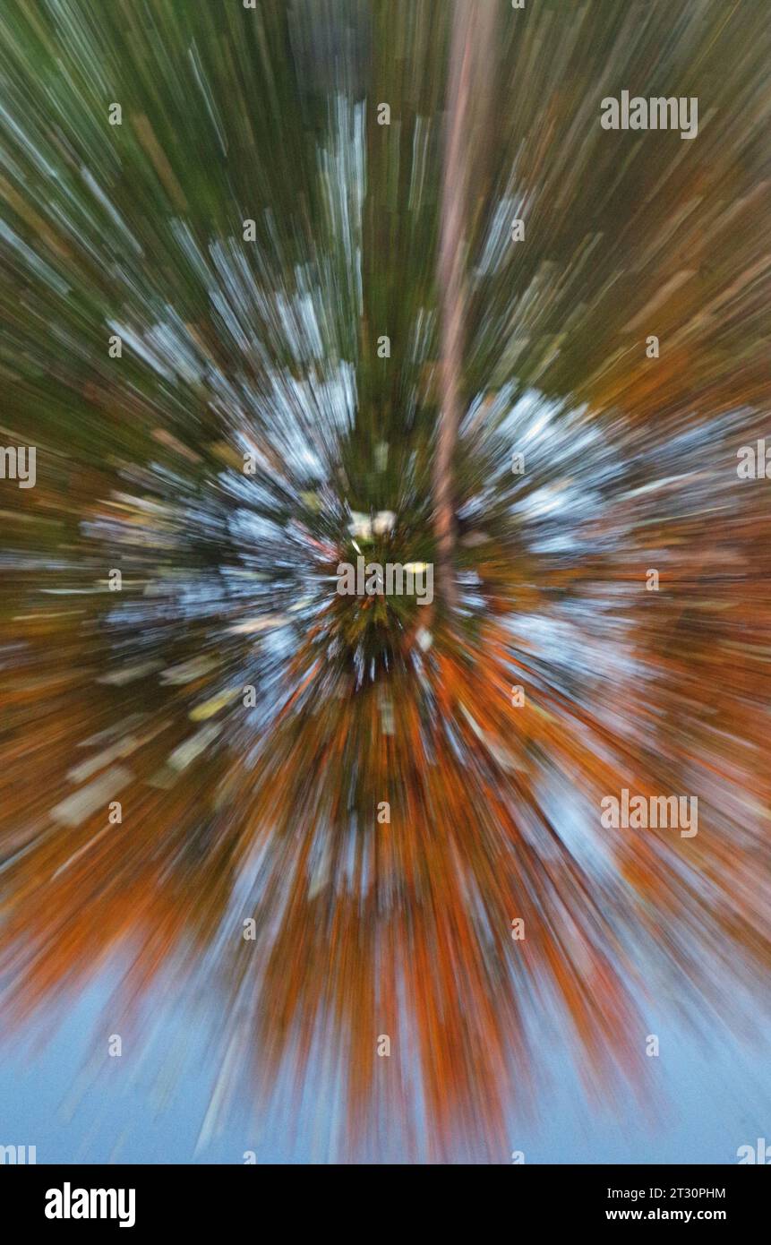 Rush of color in the autumn forest Stock Photo - Alamy