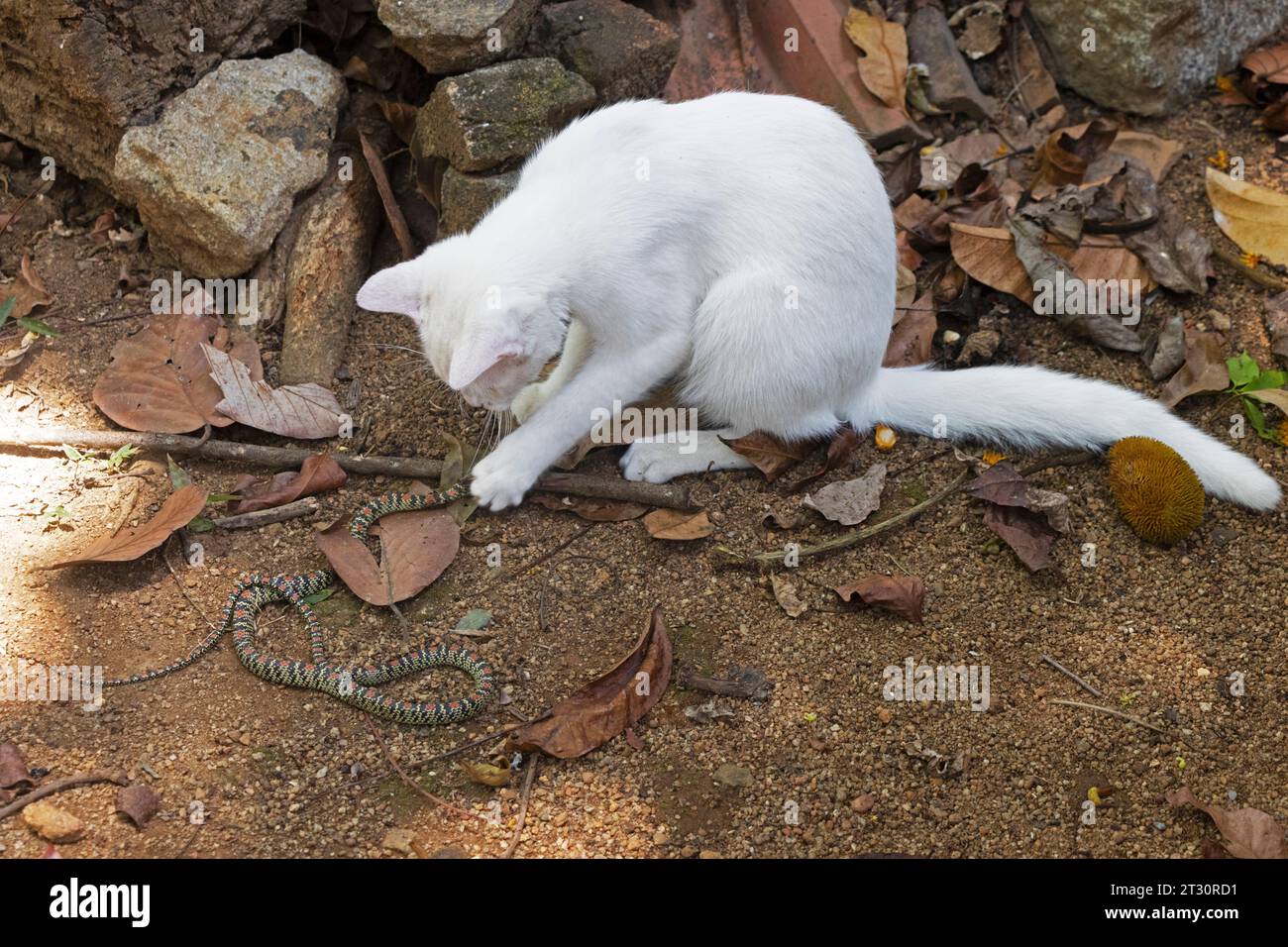 Cat checking a snake it caught. White cat checks it's prey, a snake ...