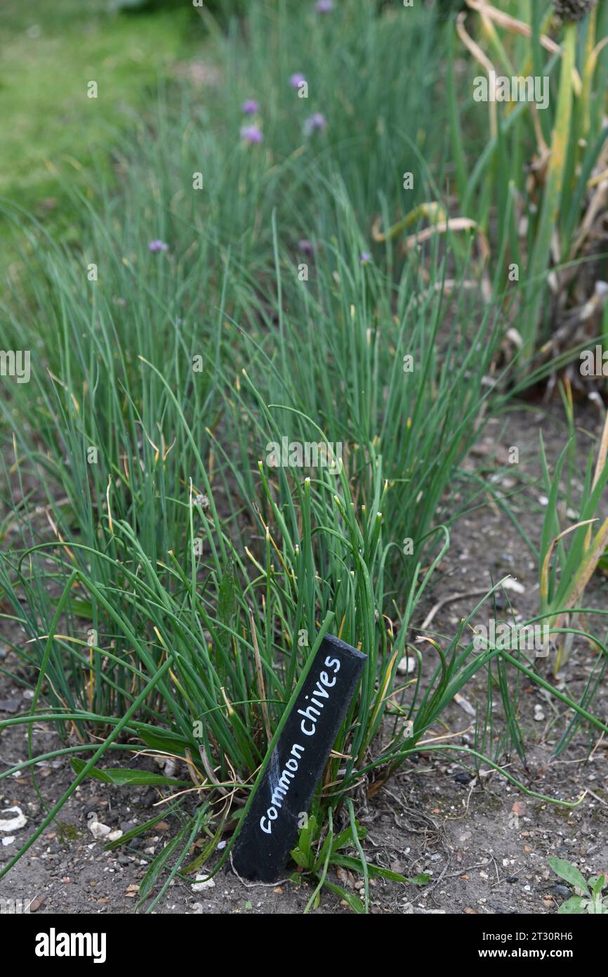 Growing chives from seed hi-res stock photography and images - Alamy