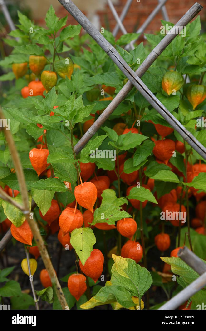 Pretty orange casing hi-res stock photography and images - Alamy