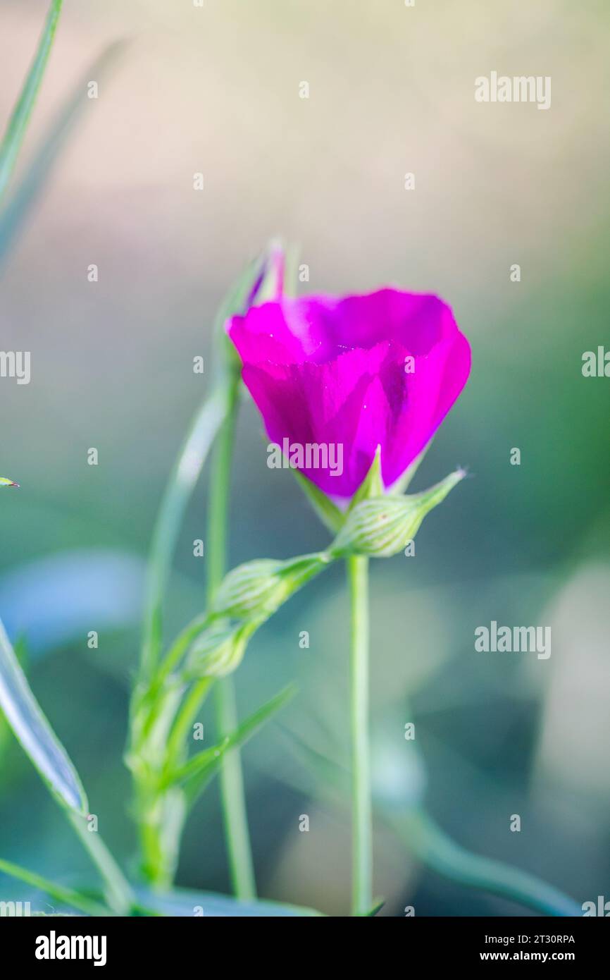 Texas spring wildflower, poppies, larkspur, pastel color, bright native ...