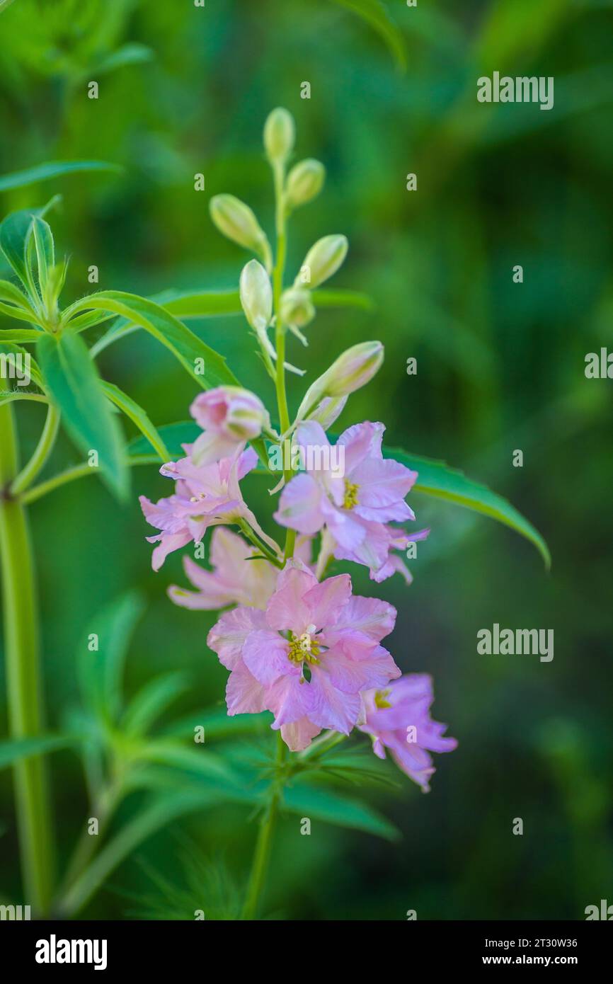 Texas spring wildflower, poppies, larkspur, pastel color, bright native ...