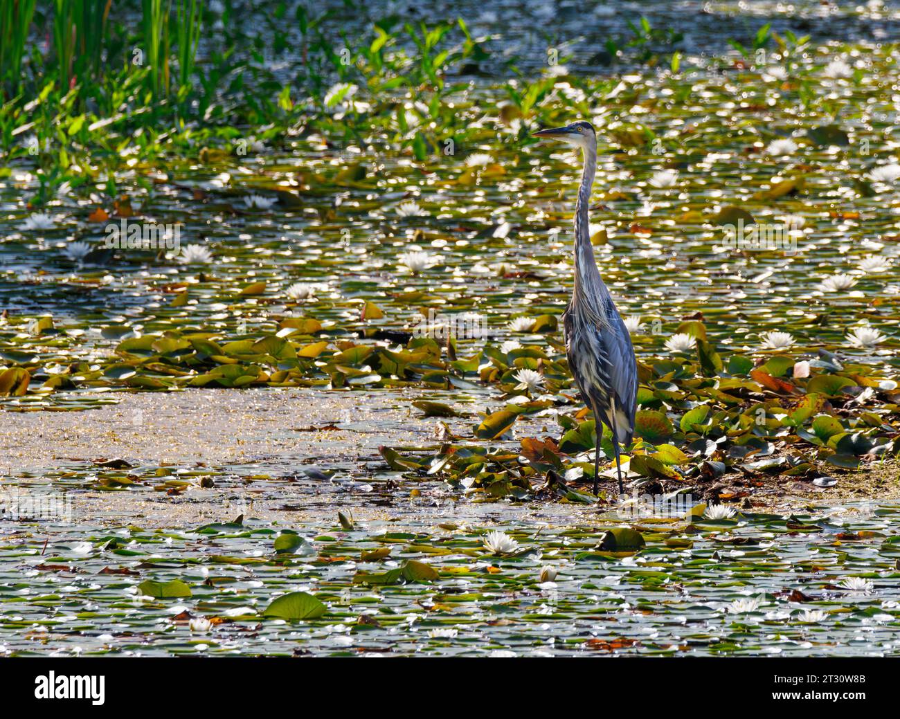 Great Blue Herons in New Jersey are often seen near rivers and lakes ...