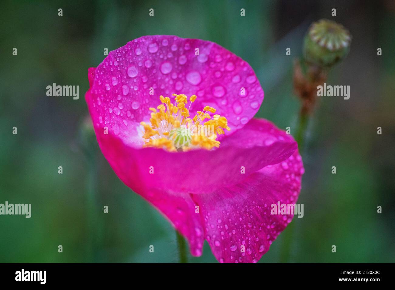 Texas spring wildflowers, poppies, larkspur, bees, butterflies ...