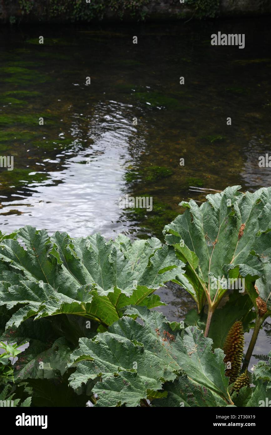 Gunnera by the river Stock Photo - Alamy