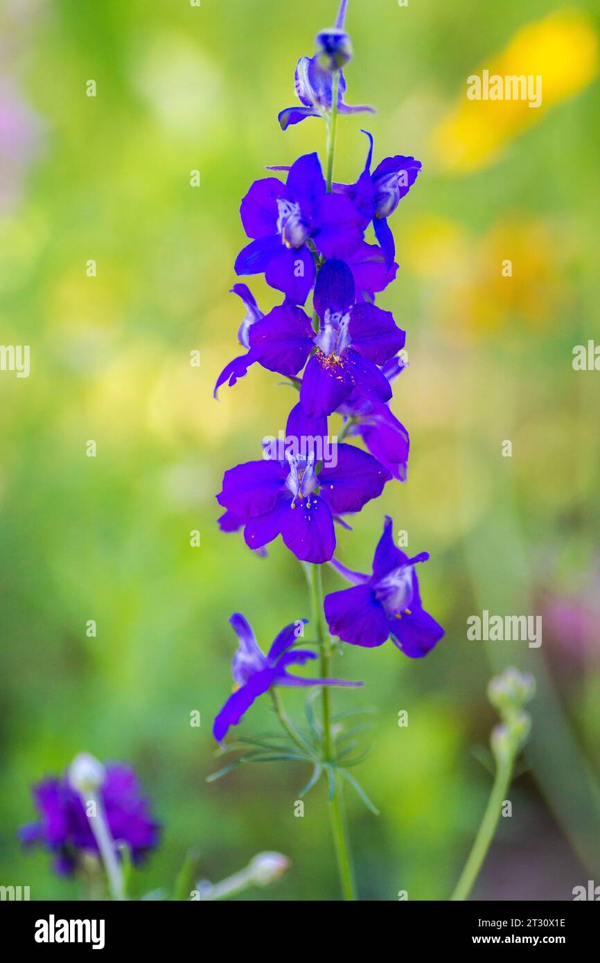 Texas spring wildflower, poppies, larkspur, pastel color, bright native ...