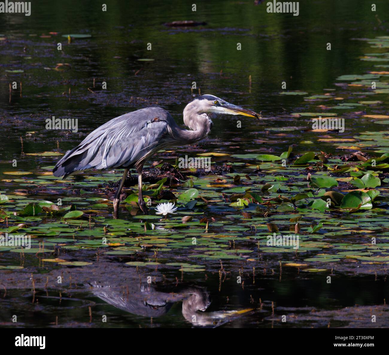Great Blue Herons in New Jersey are often seen near rivers and lakes ...
