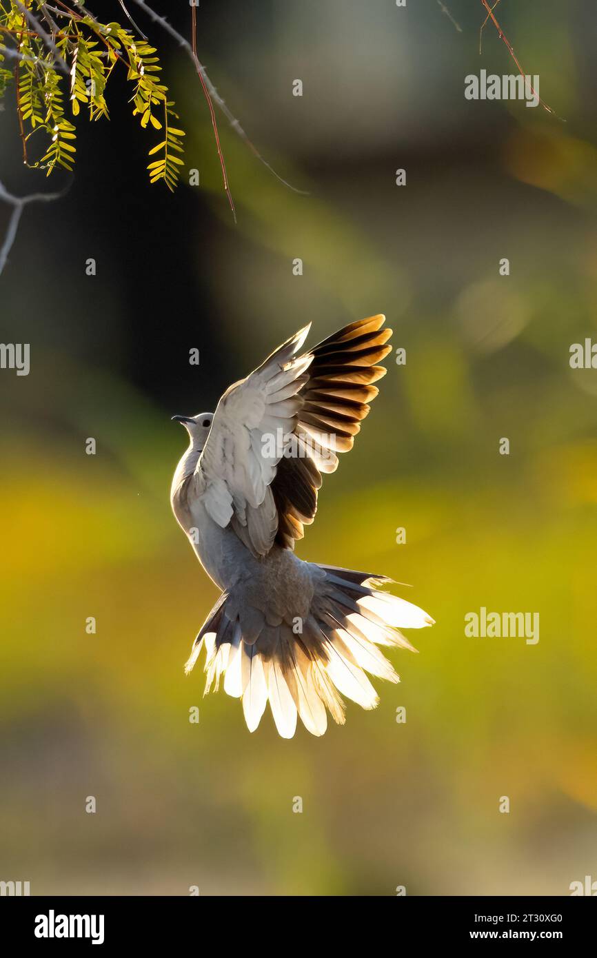 Pigeon in Flight Stock Photo - Alamy