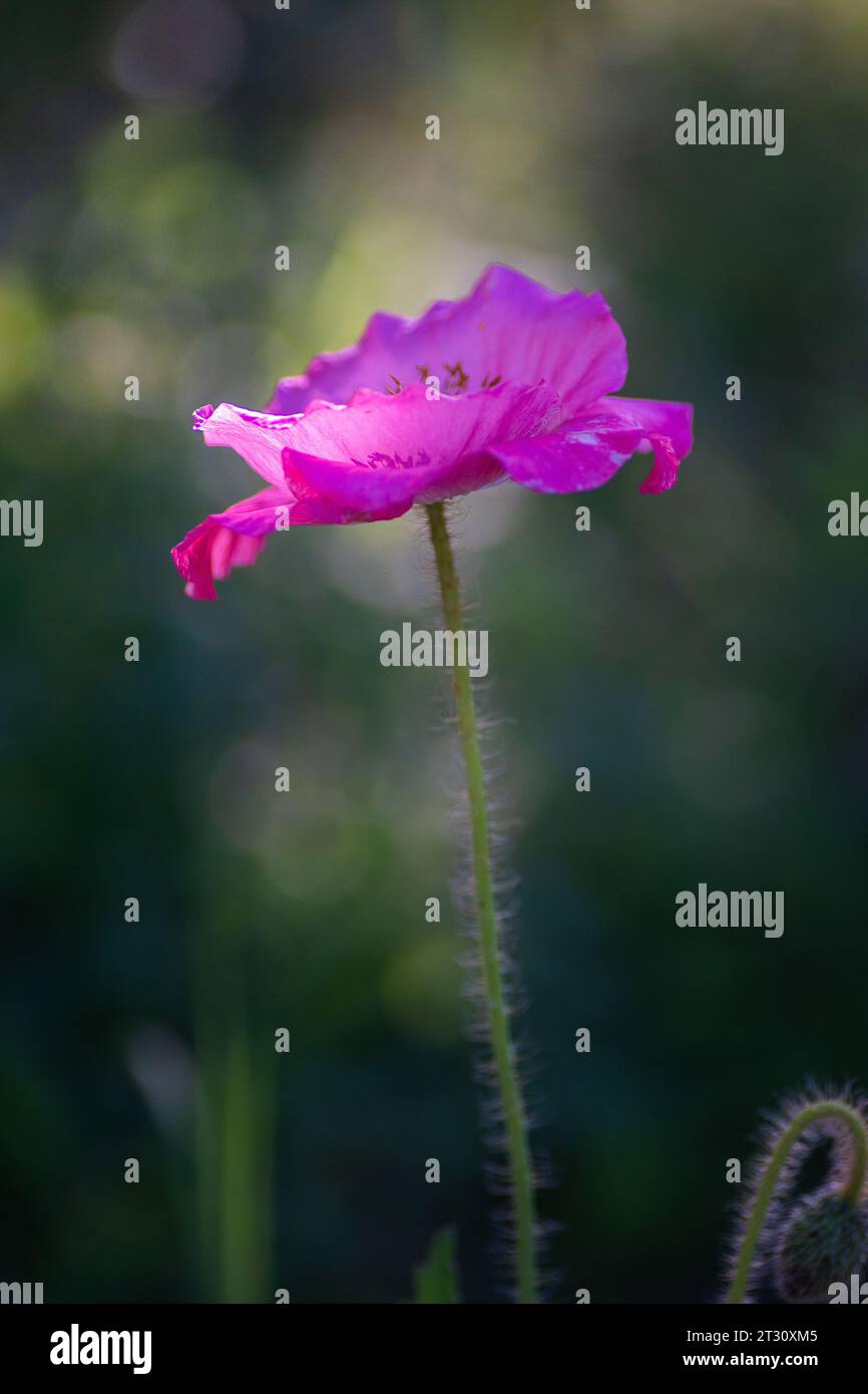 Texas spring wildflower, poppies, larkspur, pastel color, bright native ...