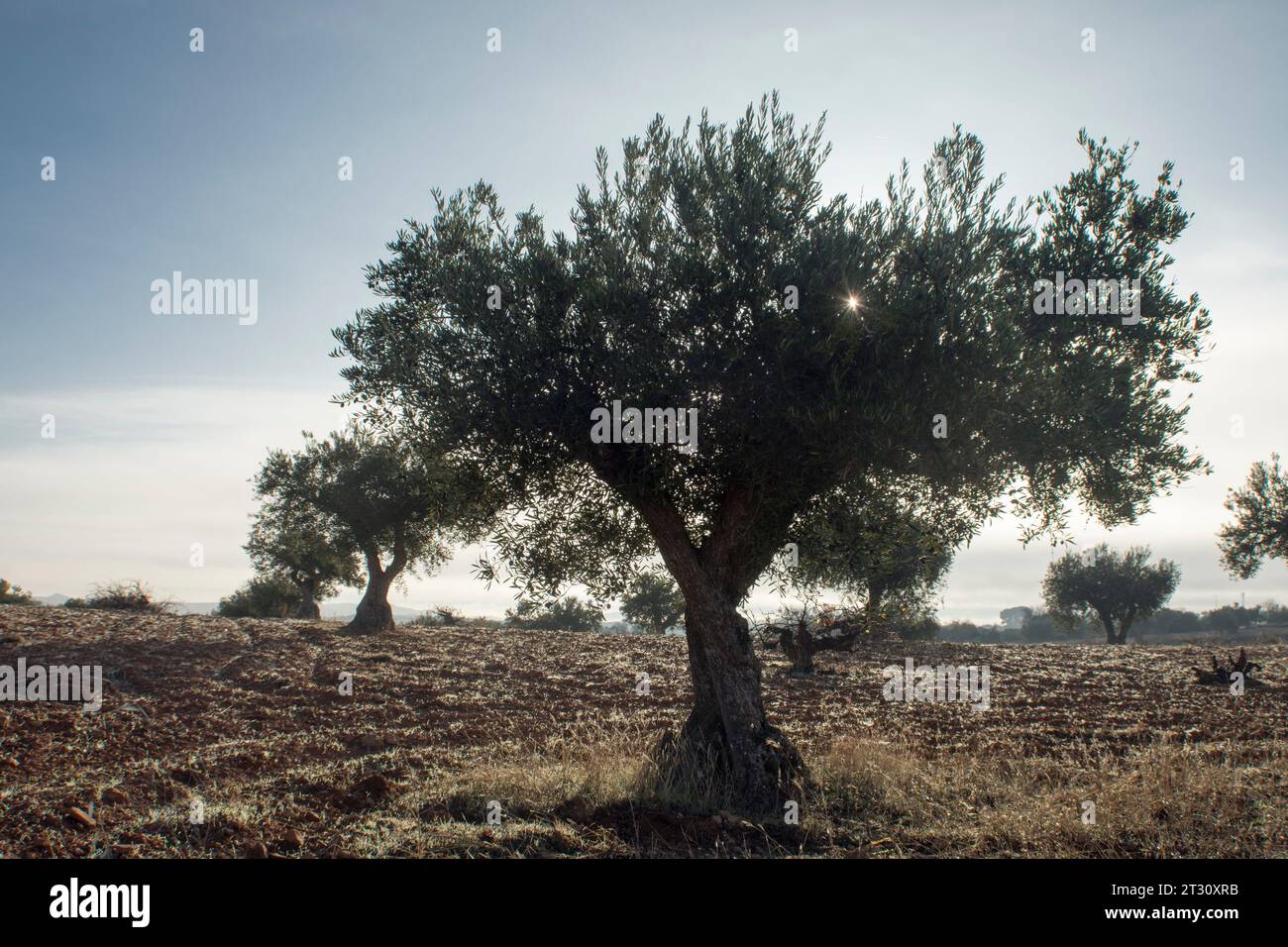 Cultivo de oliva hi-res stock photography and images - Alamy