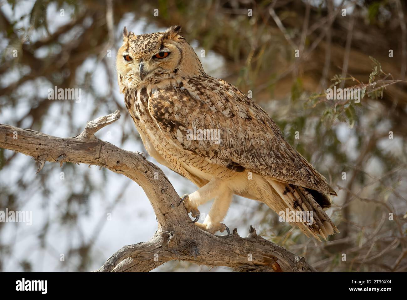 Owls in uae hi-res stock photography and images - Alamy
