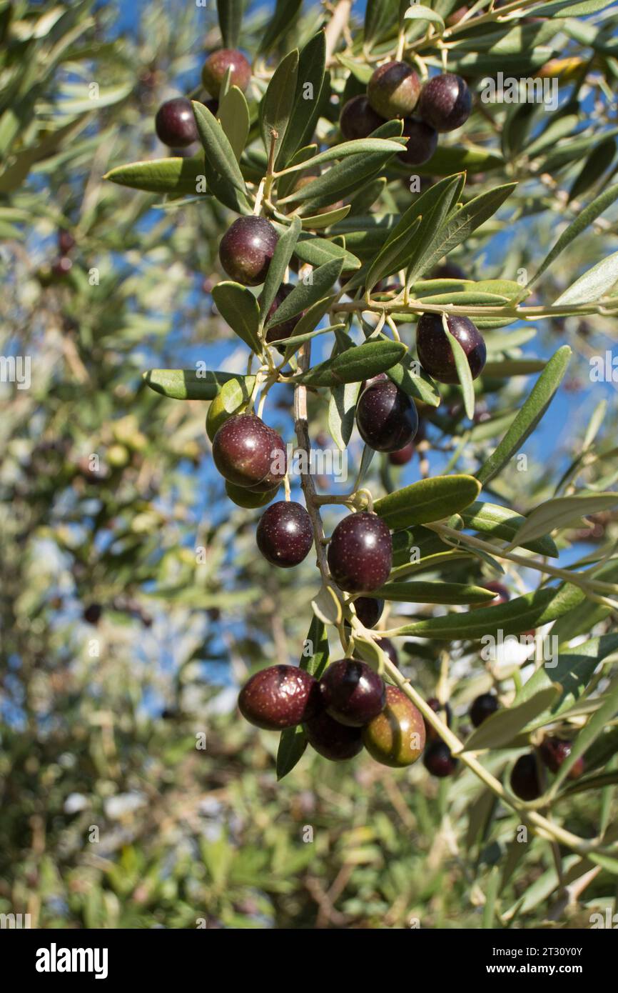 Aceitunas de fruta hi-res stock photography and images - Alamy