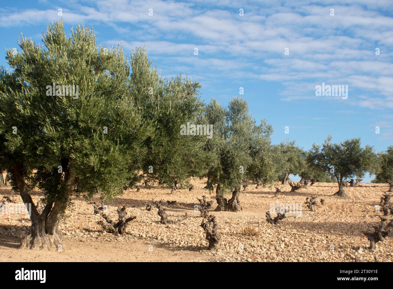 Arbol de oliva hi-res stock photography and images - Alamy
