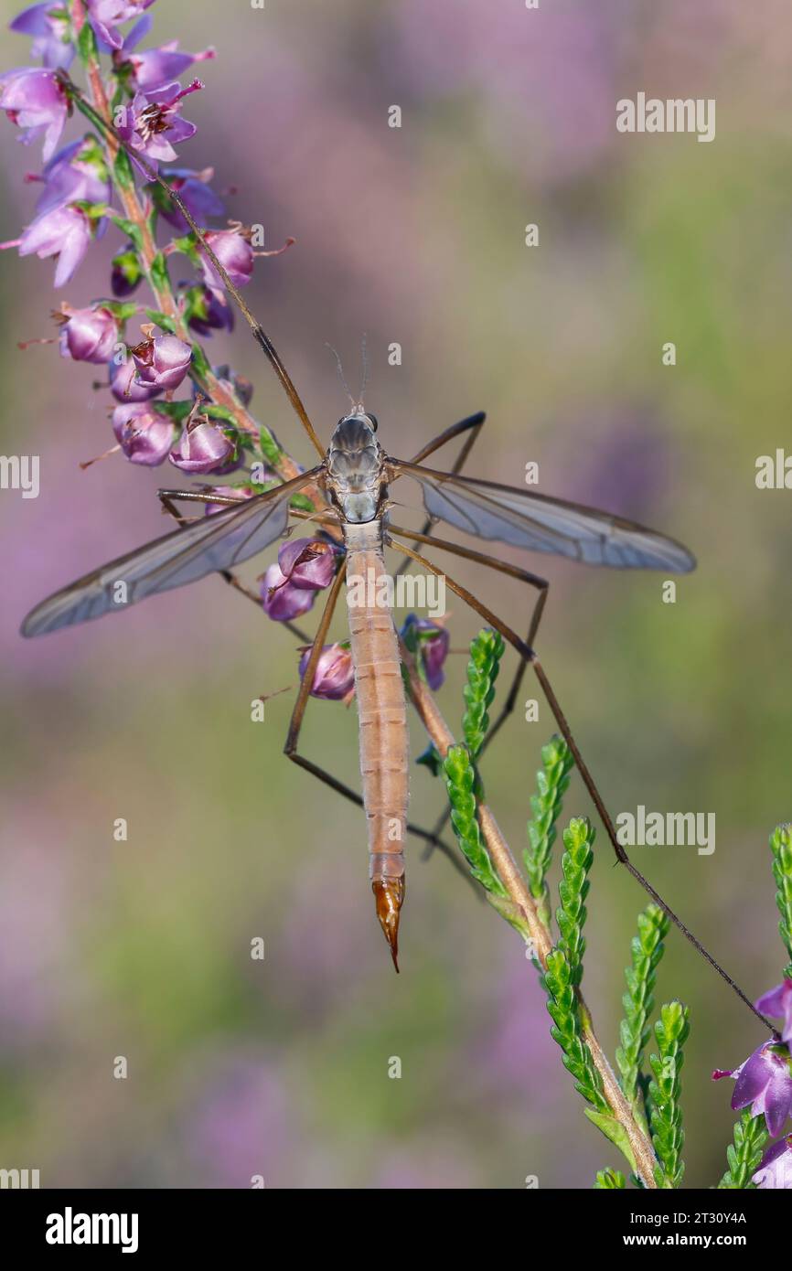 Wiesenschnake, Wiesen-Schnake, Schnake, Sumpfschnake, Schnake, Weibchen ...