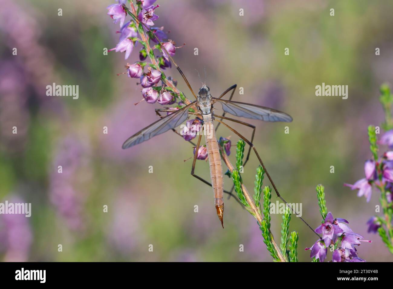 Wiesenschnake hi-res stock photography and images - Alamy