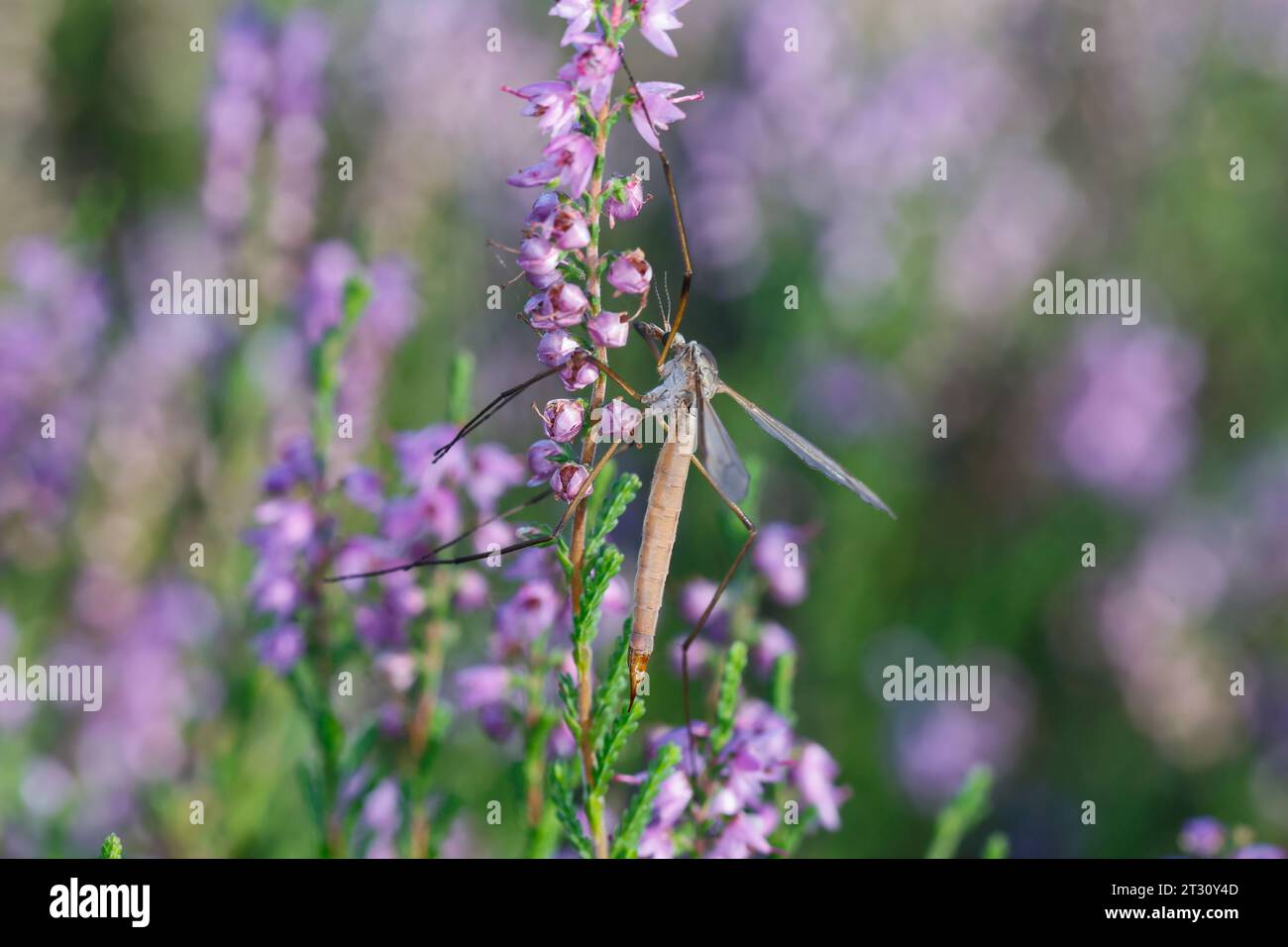Wiesenschnake, Wiesen-Schnake, Schnake, Sumpfschnake, Schnake, Weibchen ...