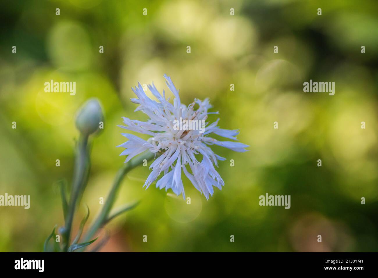 Texas spring wildflower, poppies, larkspur, pastel color, bright native ...