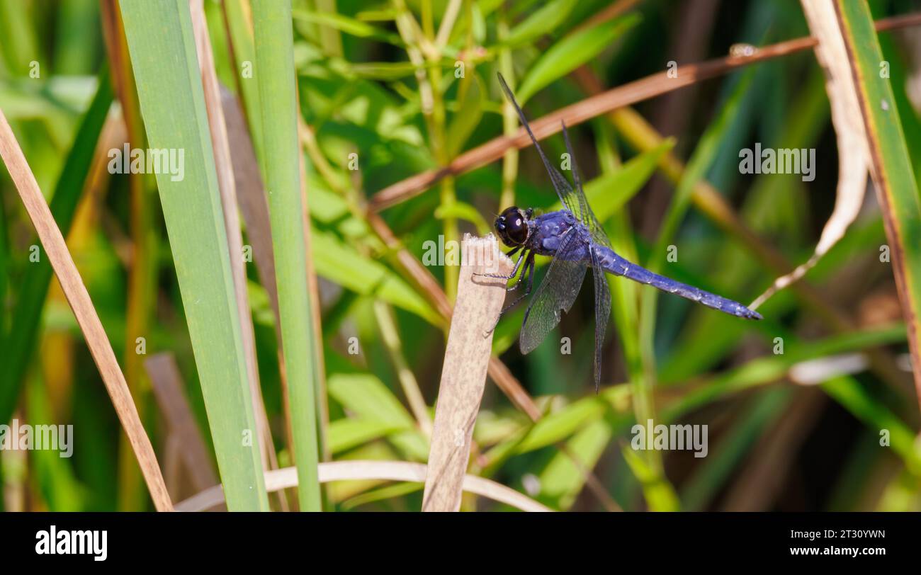 Blue Dragonfly in swamp Stock Photo - Alamy
