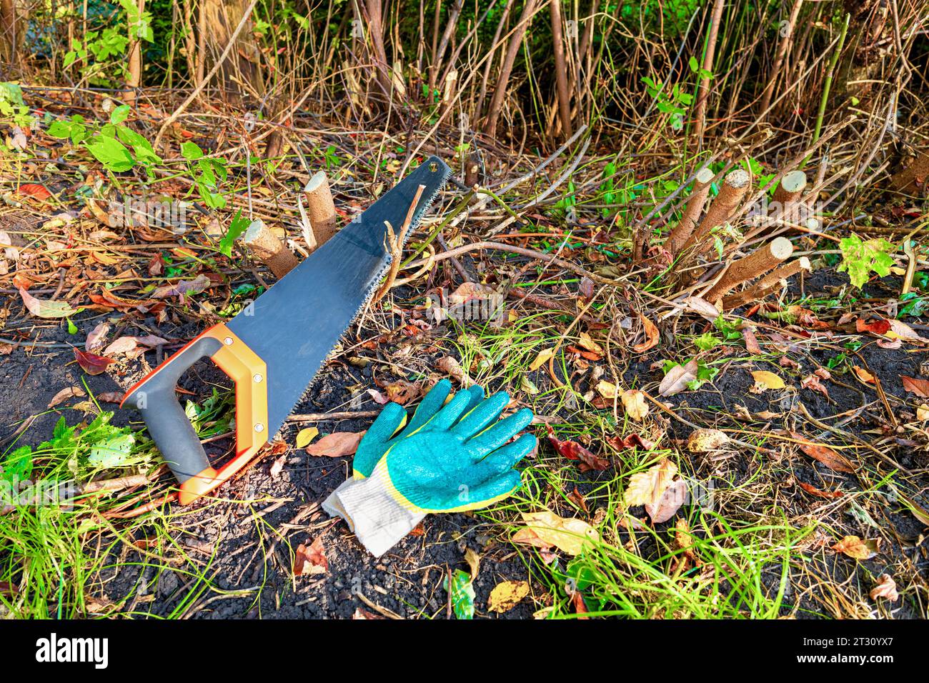 Cutting down trees near village hi-res stock photography and images - Alamy