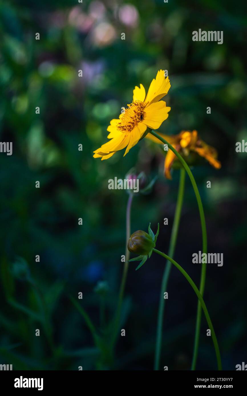 Texas spring wildflower, poppies, larkspur, pastel color, bright native ...