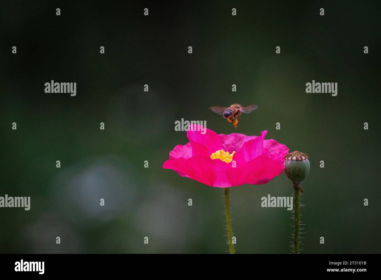 Texas spring wildflowers, poppies, larkspur, bees, butterflies ...