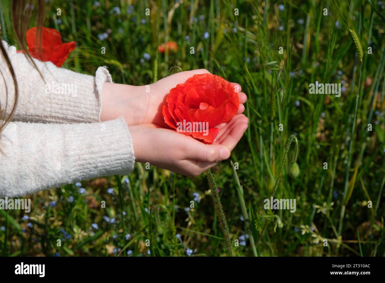 Beautiful poppy and wheat field in Northumberland near hadrians wall ...