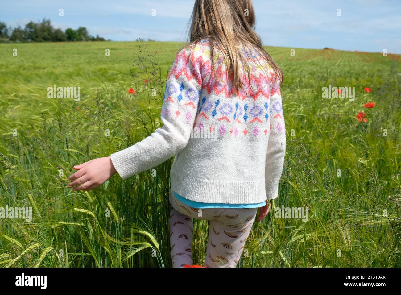 Beautiful poppy and wheat field in Northumberland near hadrians wall ...