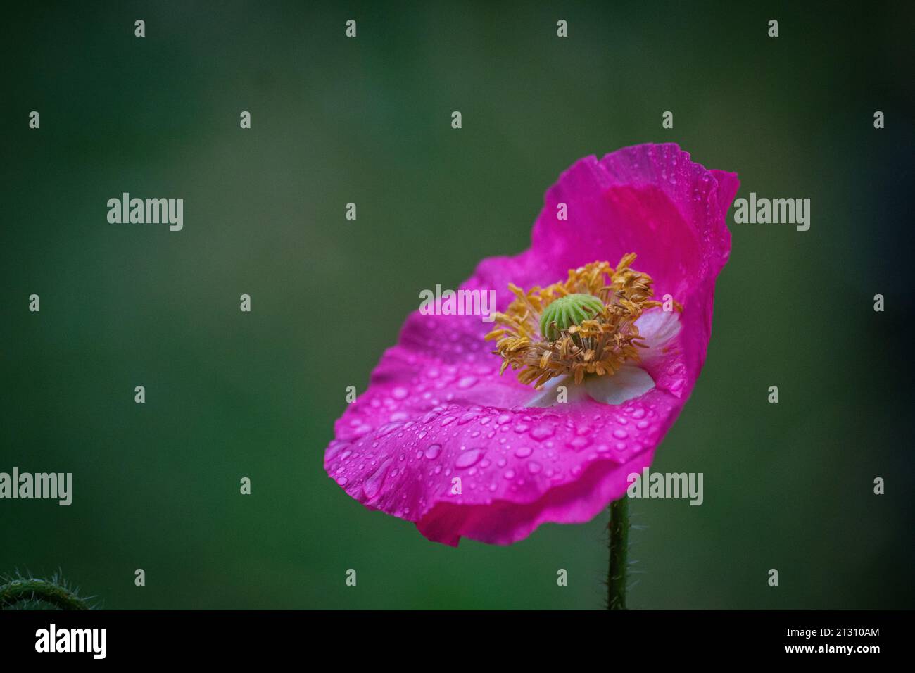 Texas spring wildflowers, poppies, larkspur, bees, butterflies ...