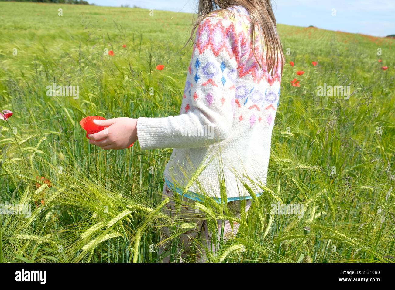 Beautiful poppy and wheat field in Northumberland near hadrians wall ...