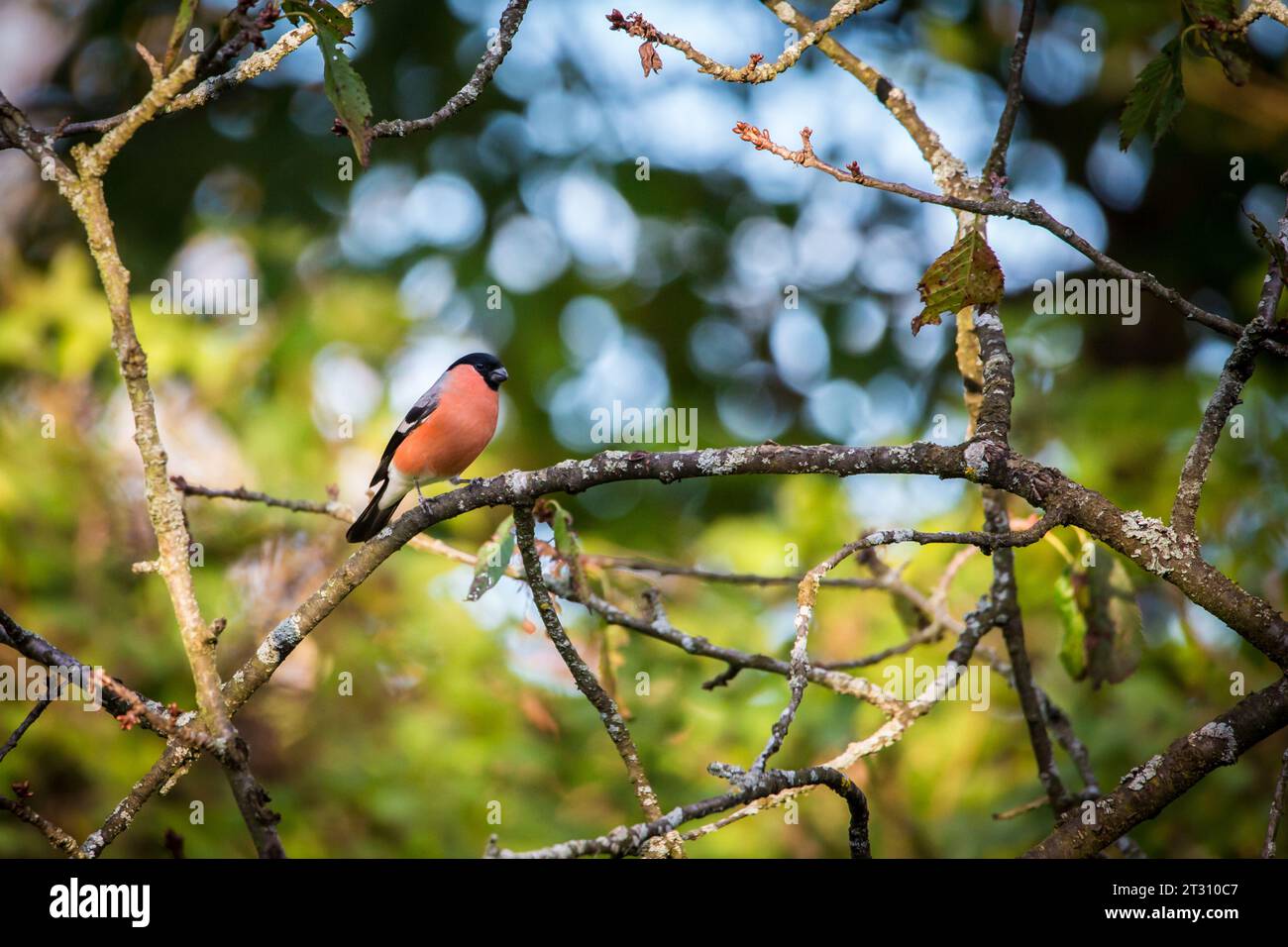 North Eurasian bullfinch male (Pyrrhula pyrrhula Stock Photo - Alamy