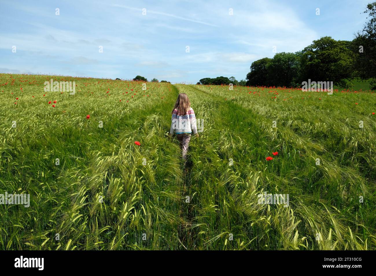 Beautiful poppy and wheat field in Northumberland near hadrians wall ...