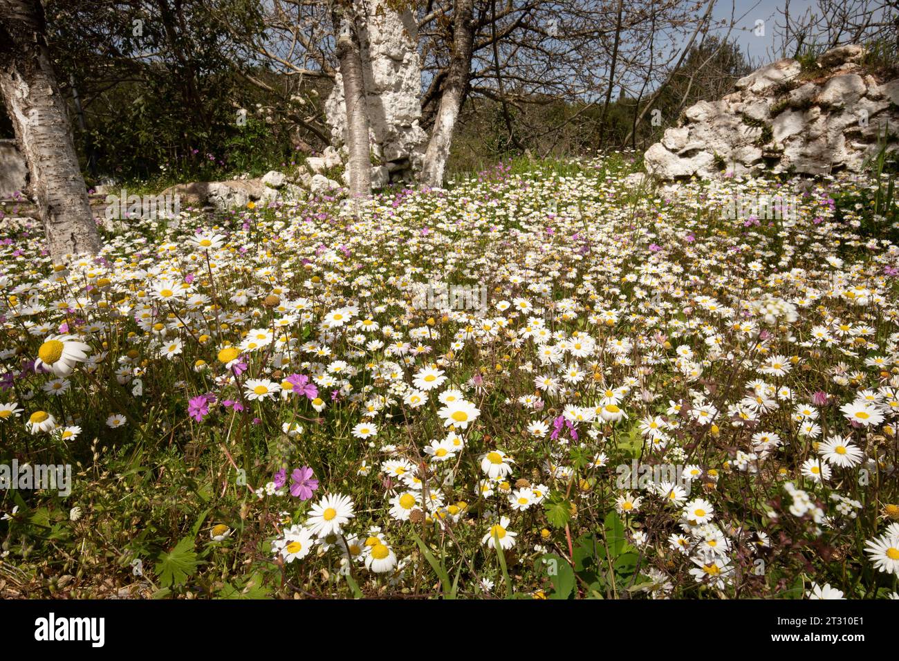 Abandoned field in Corfu, Greece crammed with wild flowers Stock Photo ...
