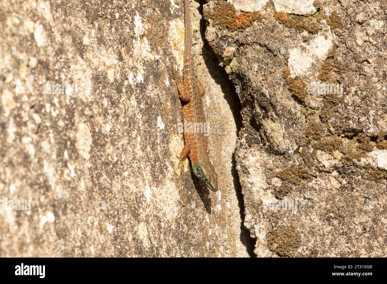 A Blue-throated Keeled Lizard (sometimes known as a Dalmatian ...