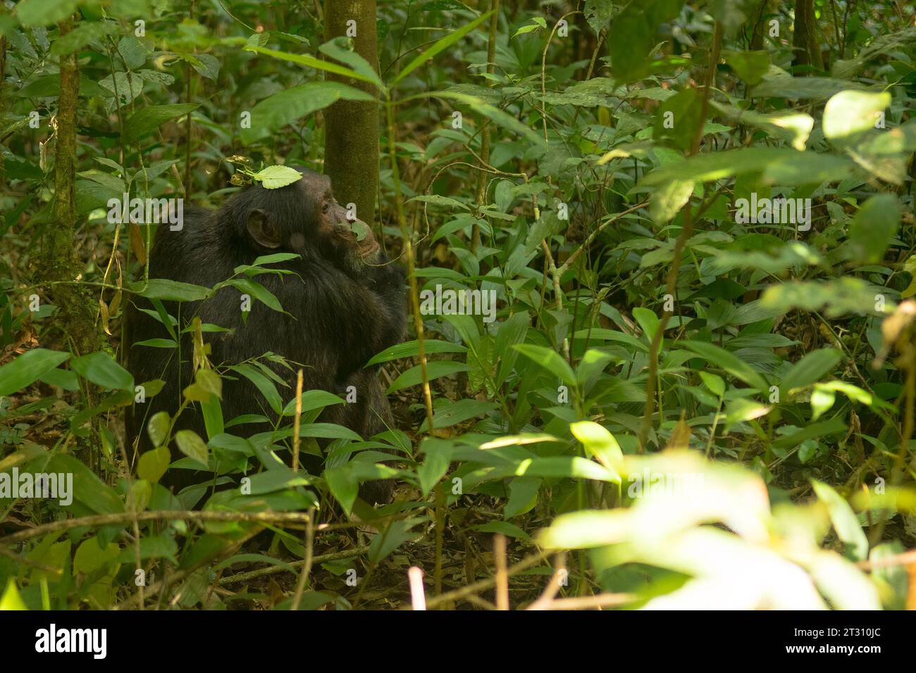 Chimp hugging tree, Kibale forest, Uganda Stock Photo - Alamy