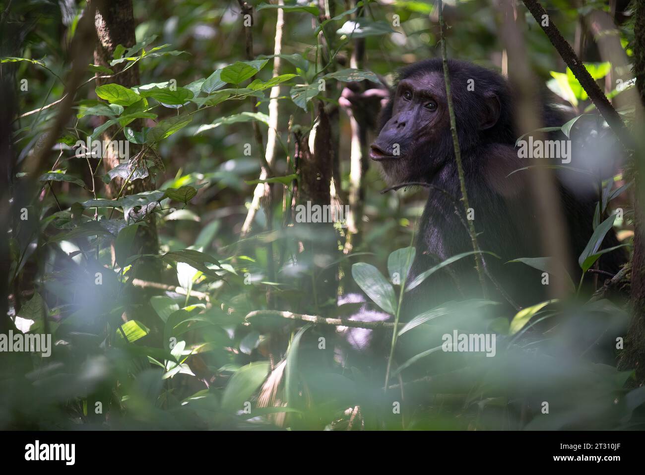 Lone chimpanzee pant-hooting/ calling to the rest of its group, Kibale ...