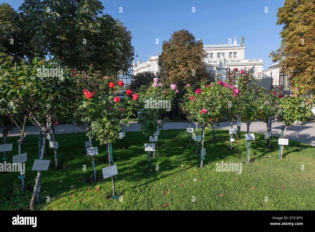Rose Garden in the Volksgarten, Vienna, Austria, Europe Stock Photo - Alamy
