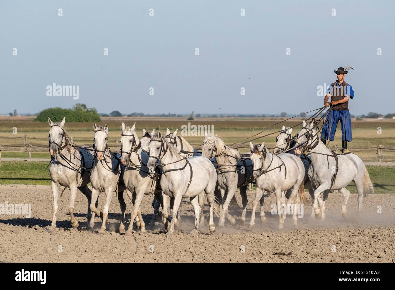 Riding demonstration, rider standing on the last two horses of a ten ...