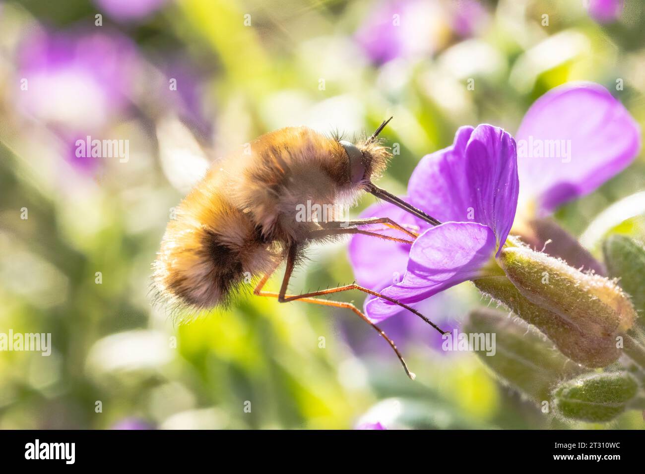 A Dark-edged bee-fly hovering at a flower, drinking nectar, UK Stock ...