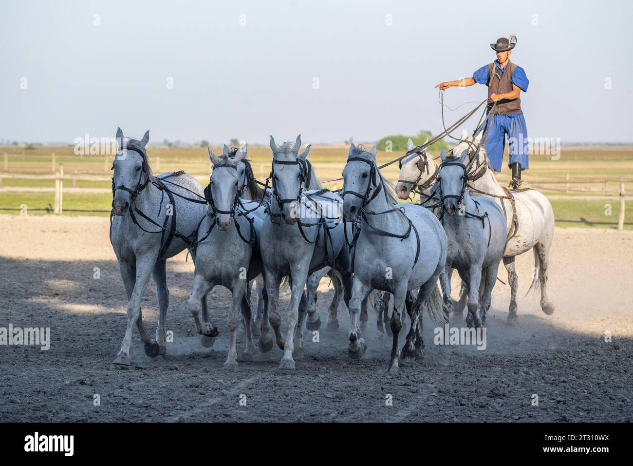 Riding demonstration, rider standing on the last two horses of a ten ...